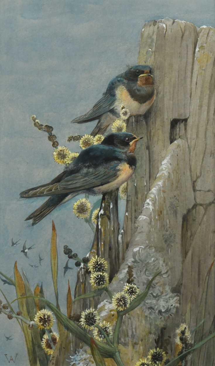 Winifred Austen | House Martins | MutualArt