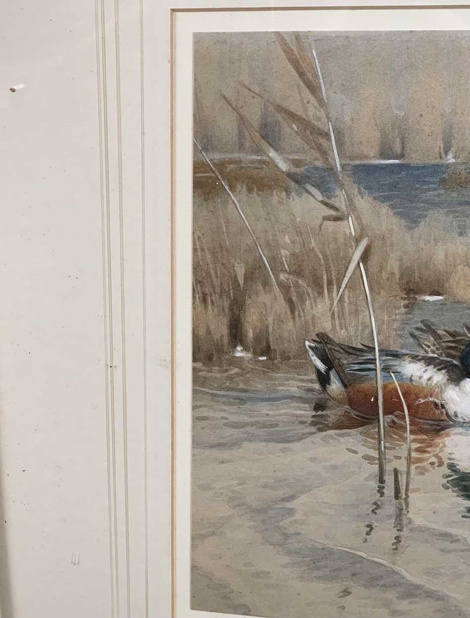 Winifred Austen | Shoveler and teal | MutualArt