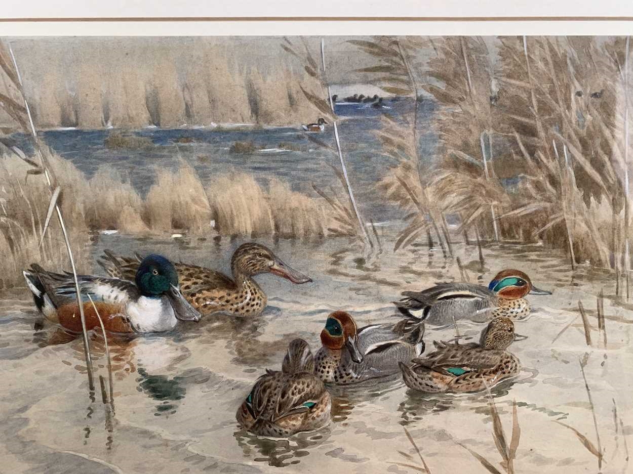Winifred Austen | Shoveler and teal | MutualArt