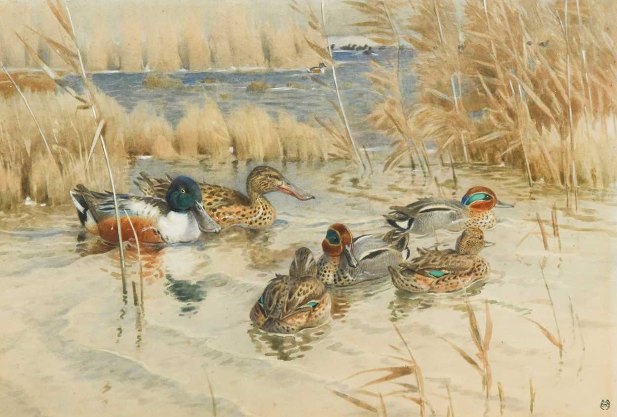 Winifred Austen | Shoveler and teal | MutualArt