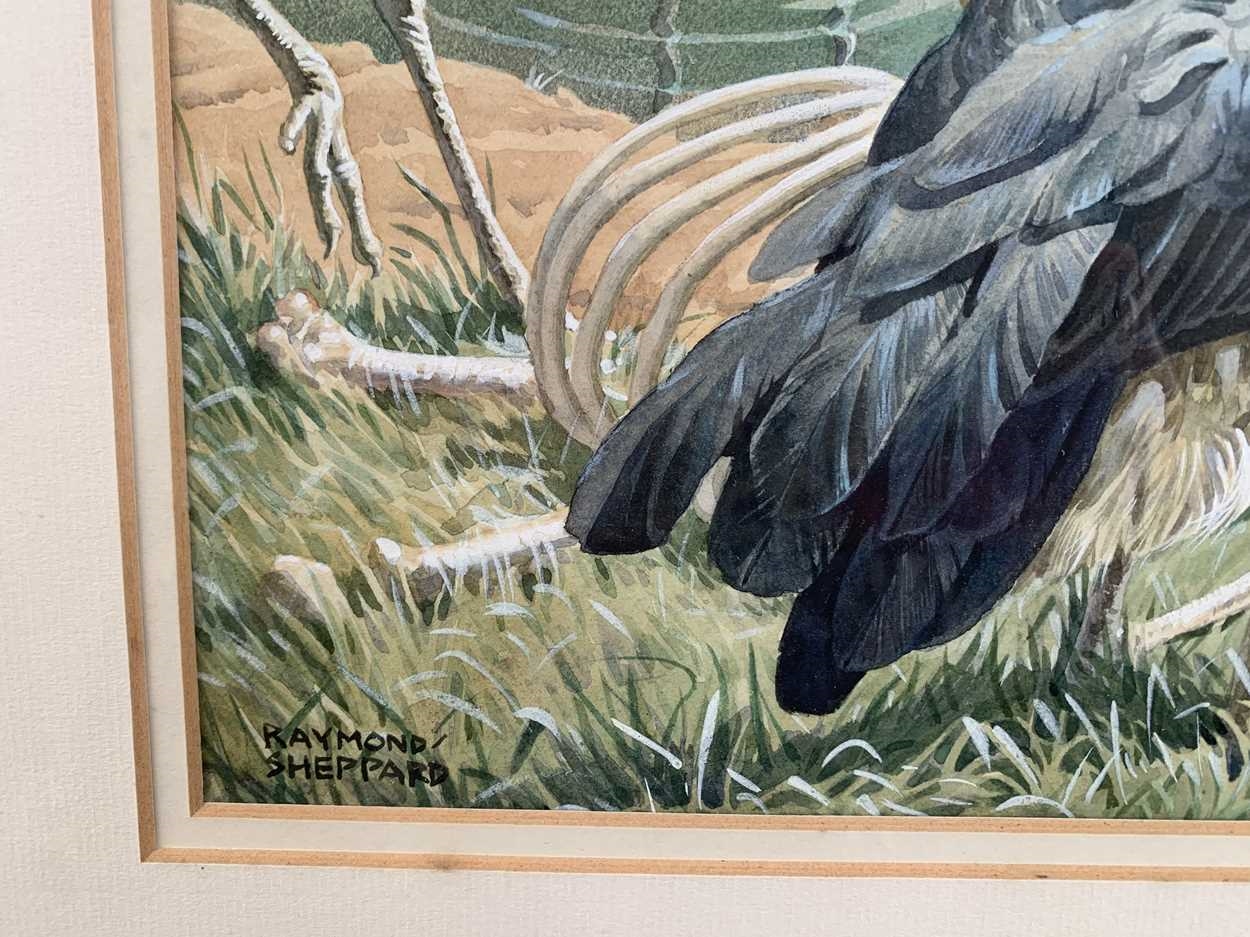Raymond Sheppard | Marabou storks | MutualArt