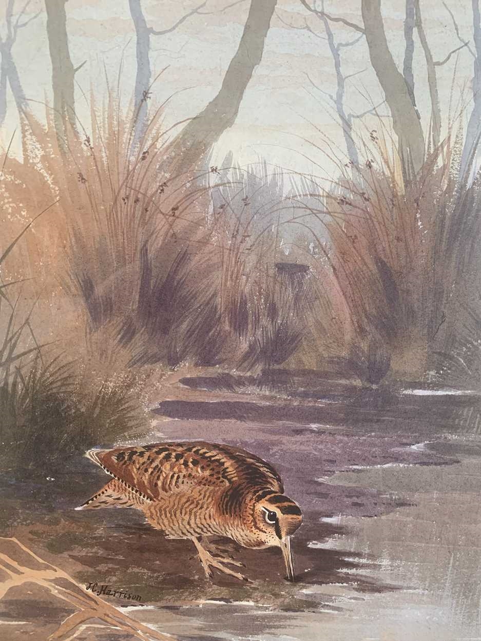 John Cyril Harrison | Woodcock | MutualArt