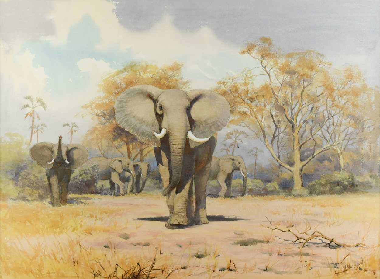 John Cyril Harrison | African elephants | MutualArt