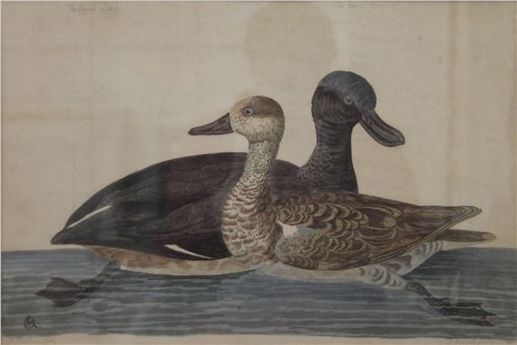 Peter Paillou | The Brown Duck and The Female Garganey (1733) | MutualArt