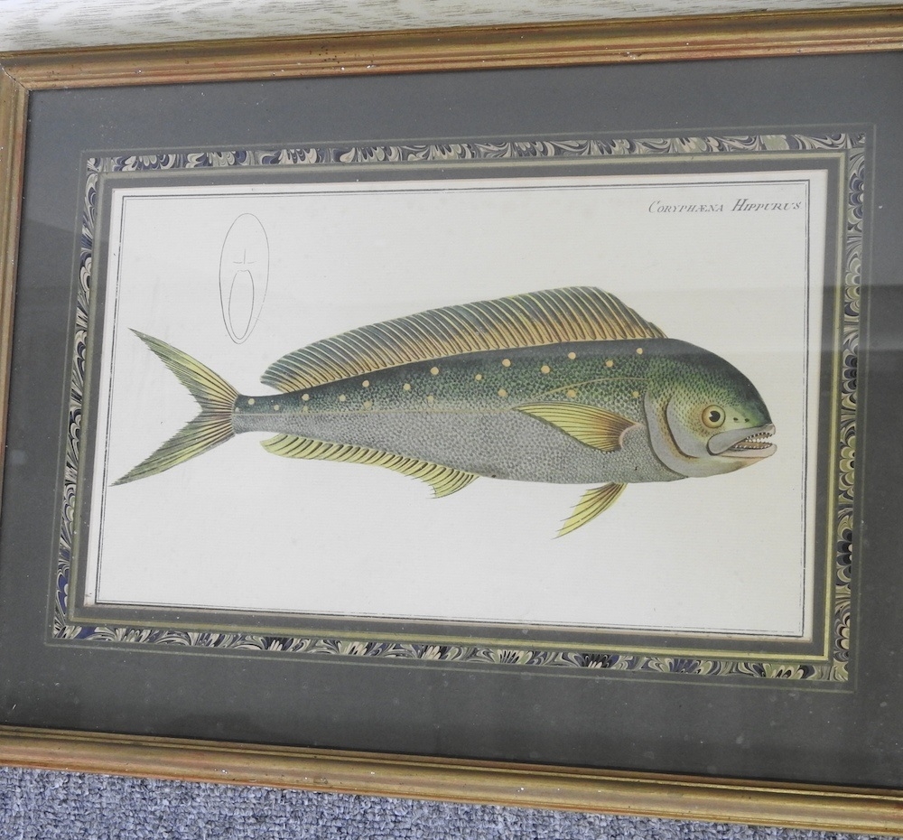 Stuart Maxwell Armfield | rhododendrons | MutualArt