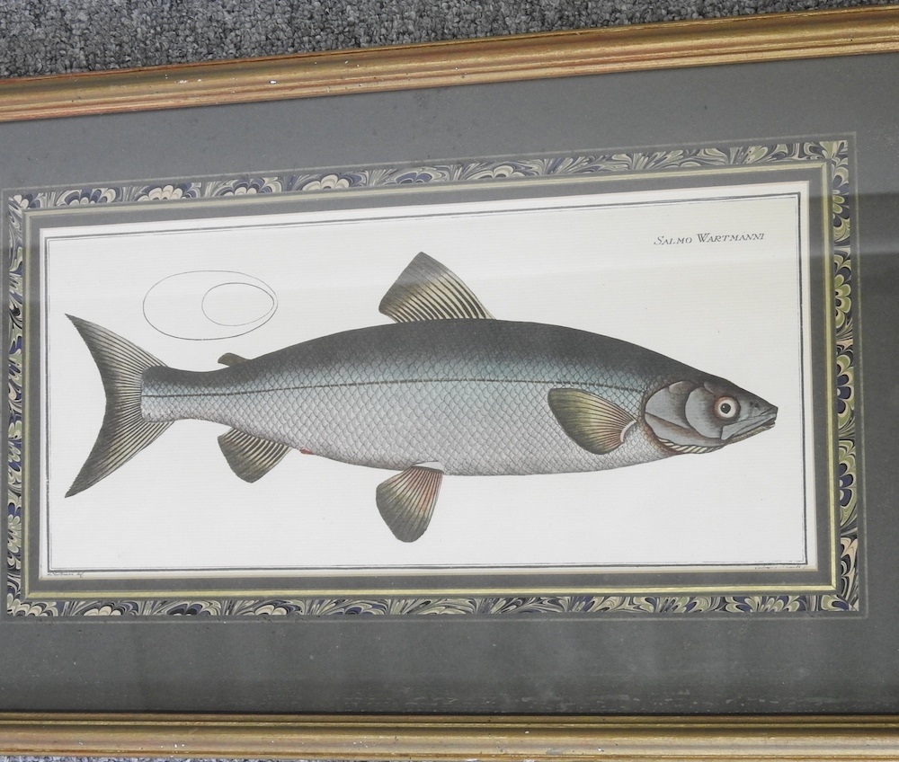 Stuart Maxwell Armfield | rhododendrons | MutualArt