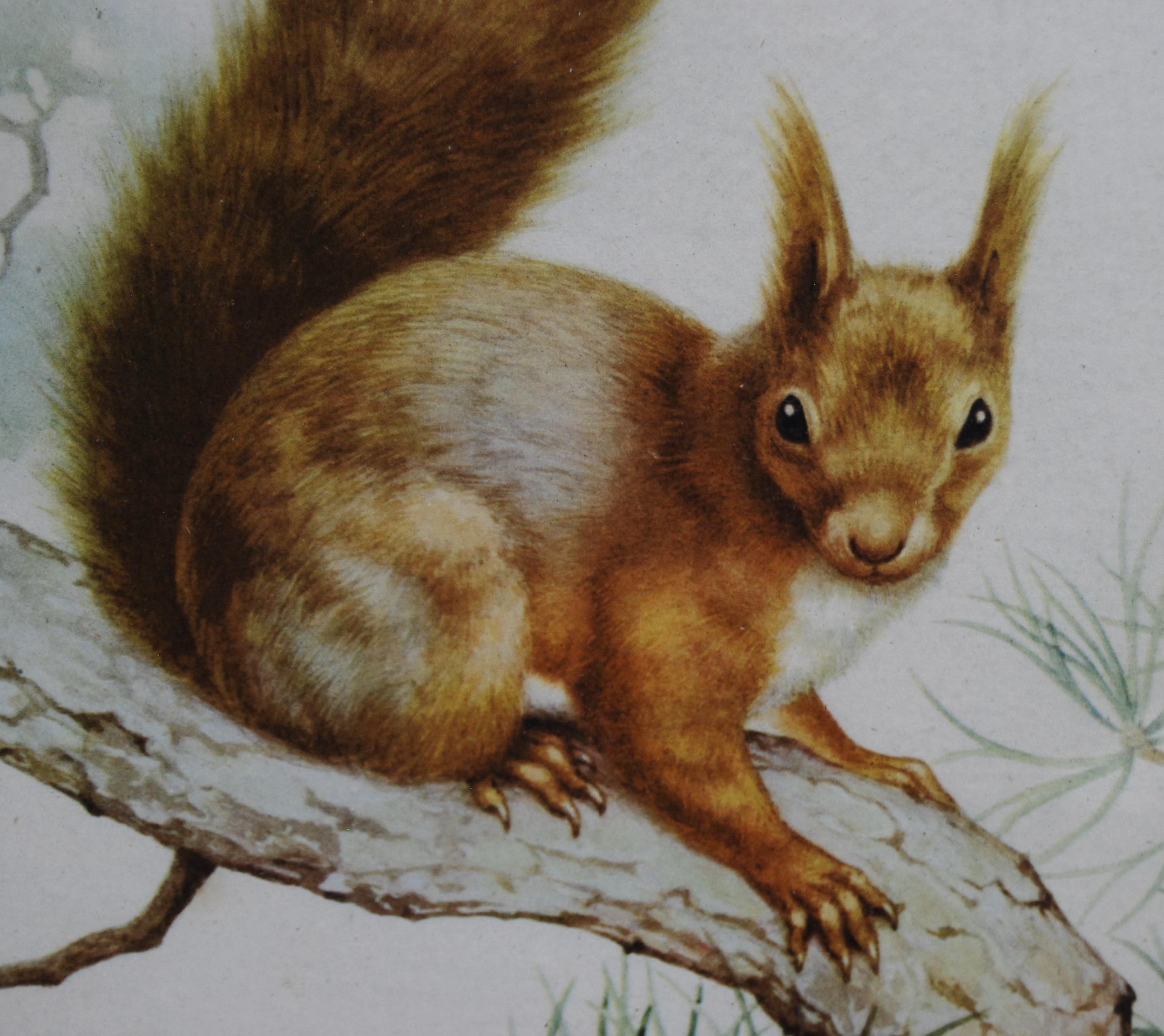 Noel Hubert Hopking | Red squirrel (1921) | MutualArt