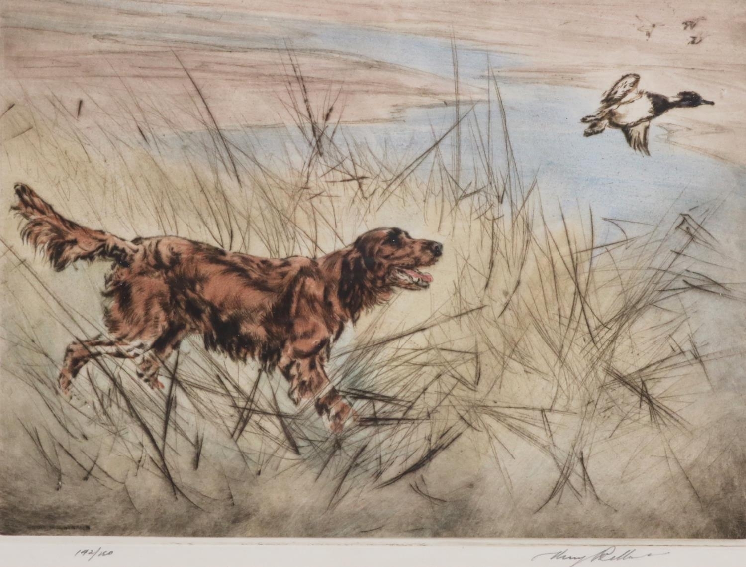 Henry Wilkinson | ; Red Setter putting up a duck, limited edition ...