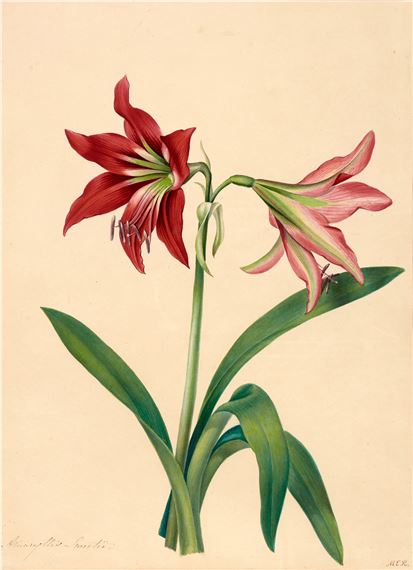 Mary Elizabeth Duffield | Corona Amaryllidacea (1839) | MutualArt