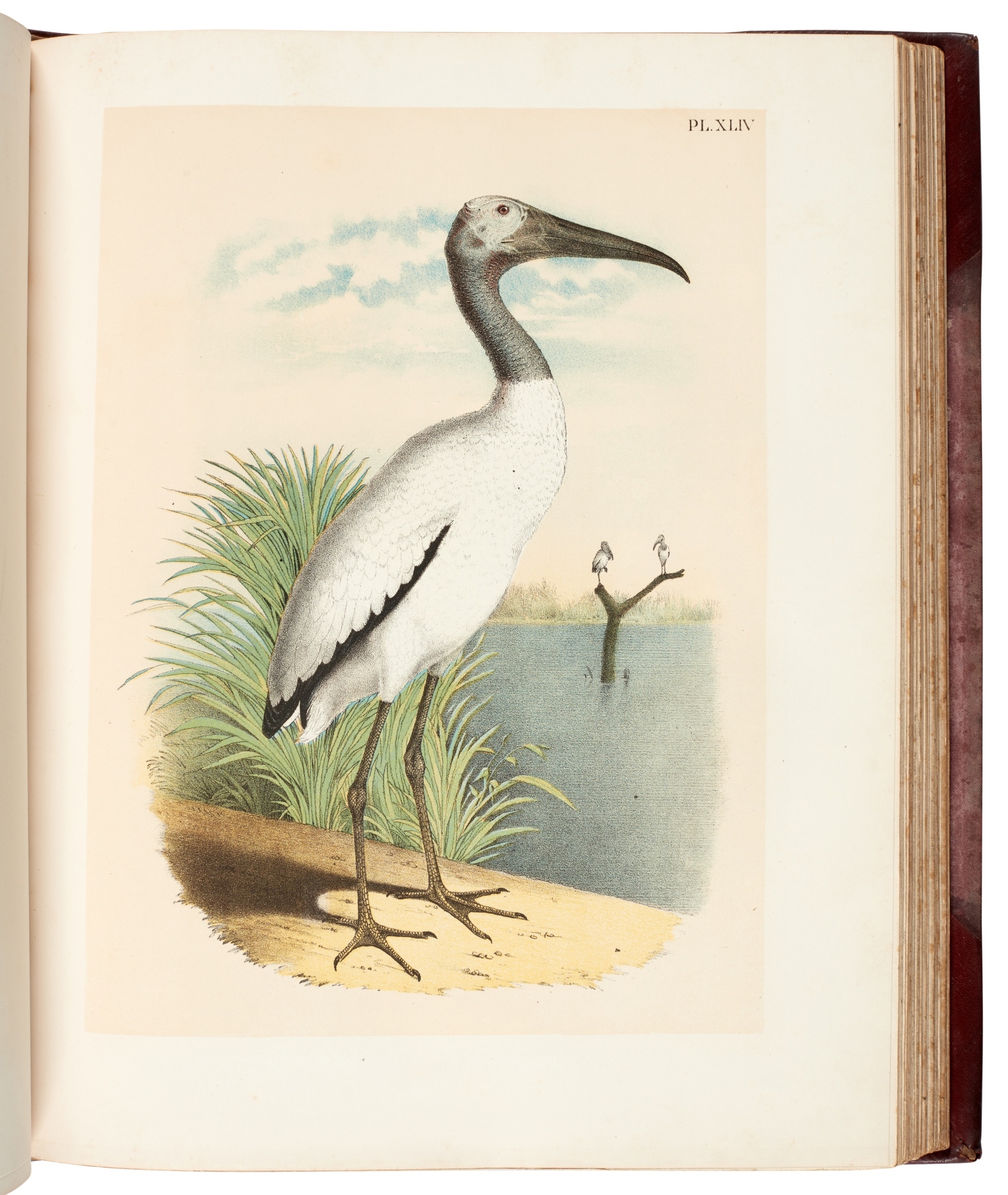 Theodore Jasper | The Birds of North America (1903) | MutualArt