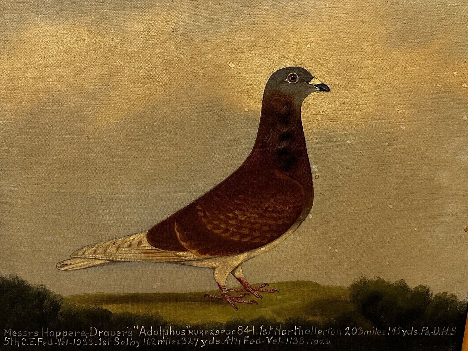 Edward Henry Windred | CHAMPION RACING BIRD PIGEON ADOLPHUS OIL ...