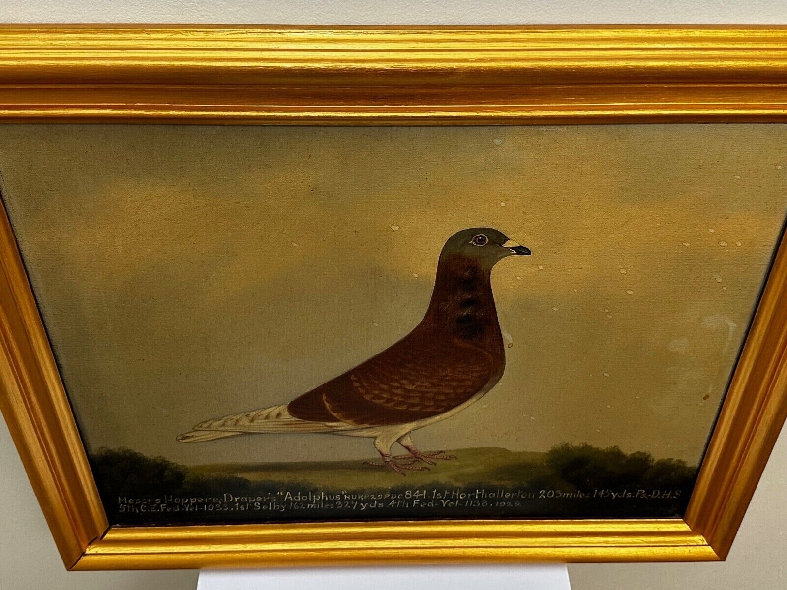 Edward Henry Windred | CHAMPION RACING BIRD PIGEON ADOLPHUS OIL ...