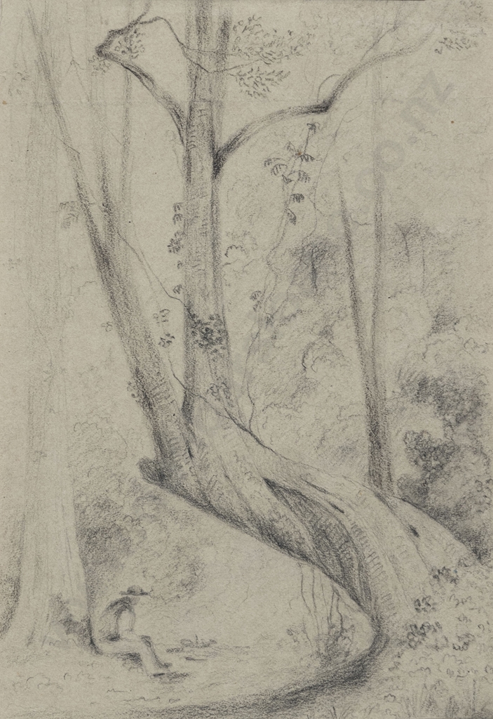 William Swainson | Tawa Tree (1789) | MutualArt