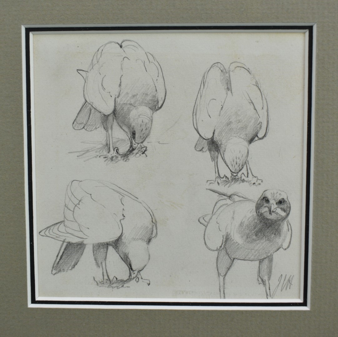 John Cyril Harrison | Sketches of Birds of Prey, | MutualArt