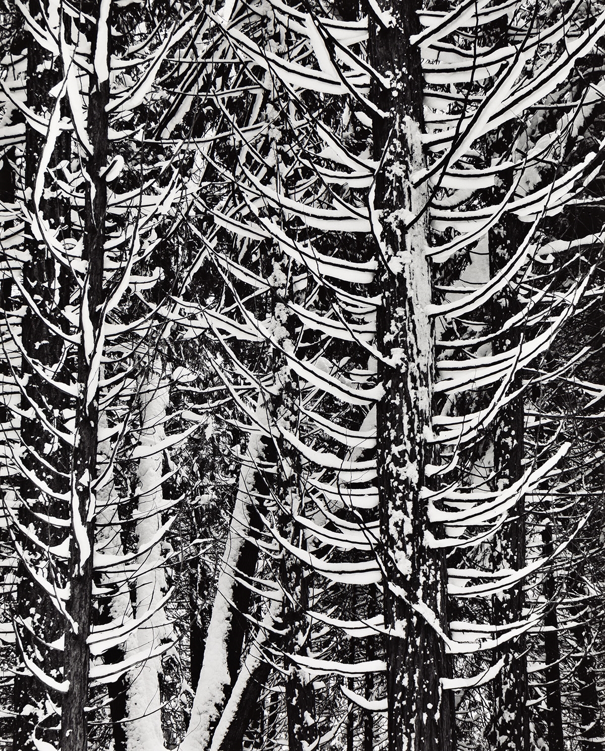 Ansel Adams Birch Trees