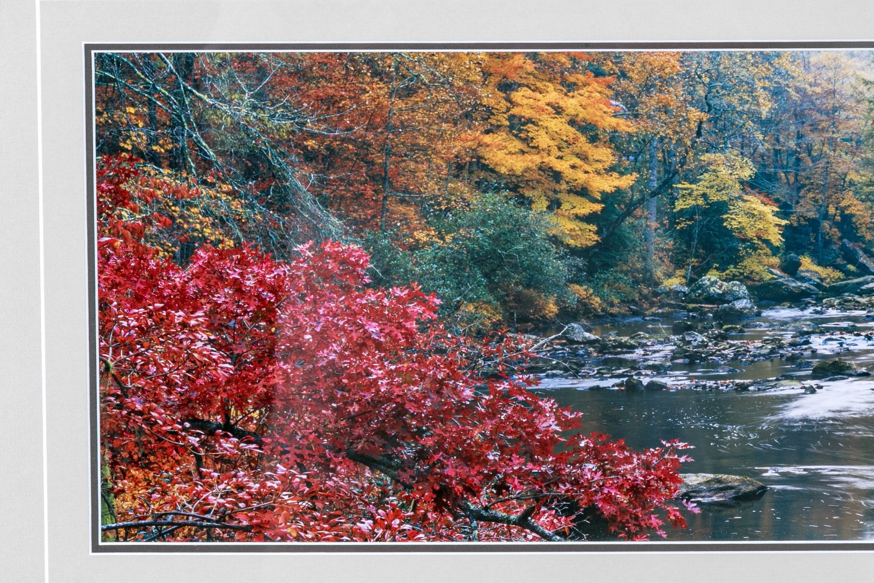 Thomas Mangelsen | Thomas D. Mangelsen Images Of Nature Series Colored ...