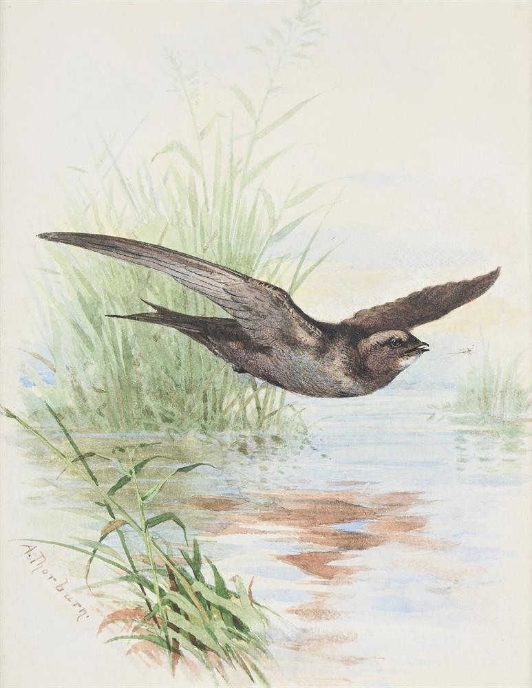 Archibald Thorburn | SWIFT | MutualArt