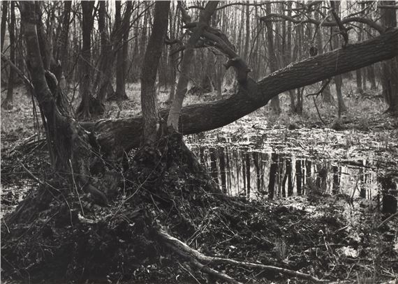 Petr Helbich | Podmáčený les (1973) | MutualArt