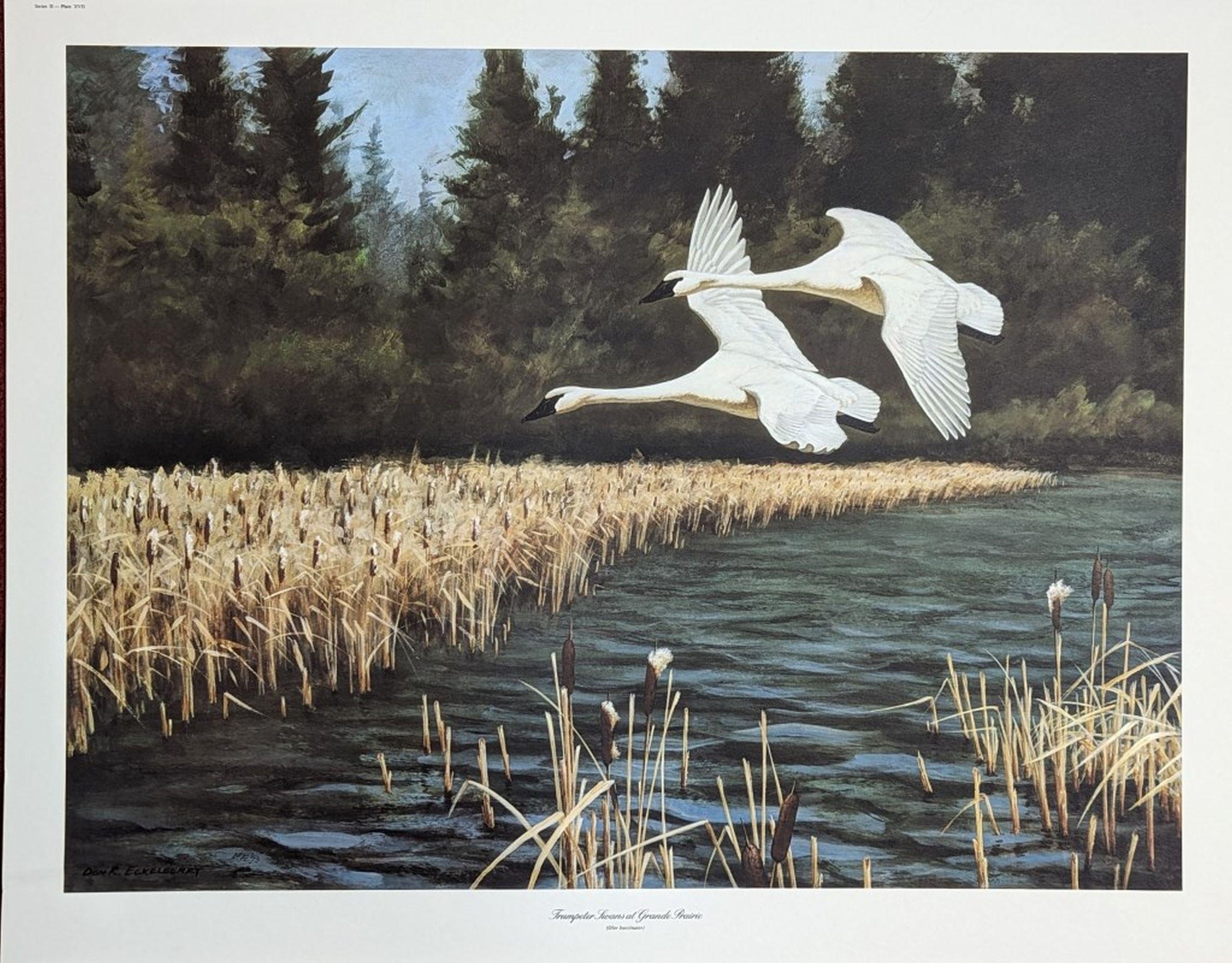 Don Richard Eckelberry | Black Ducks Over The Marsh; Great Black-backed ...
