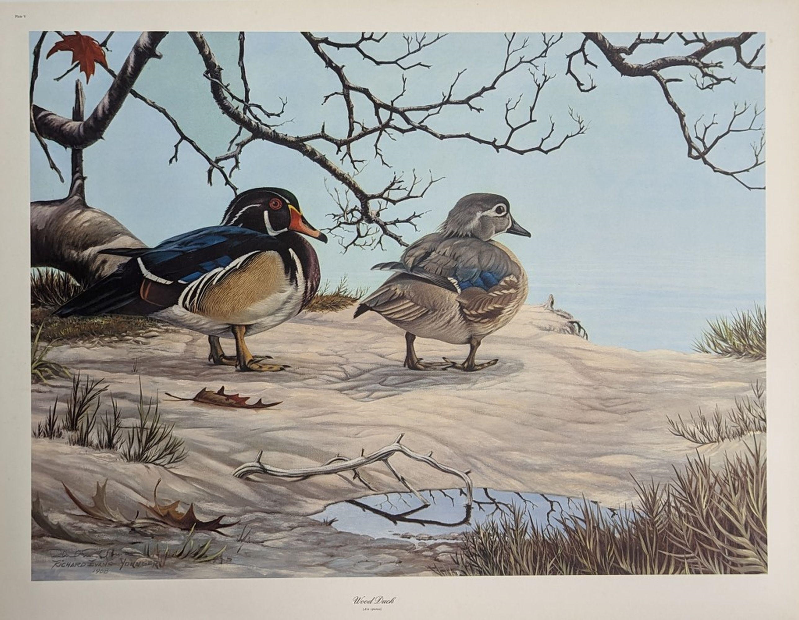 Richard Evans Younger | Canada Goose; Wood Duck (x2); Rufous-thighed ...