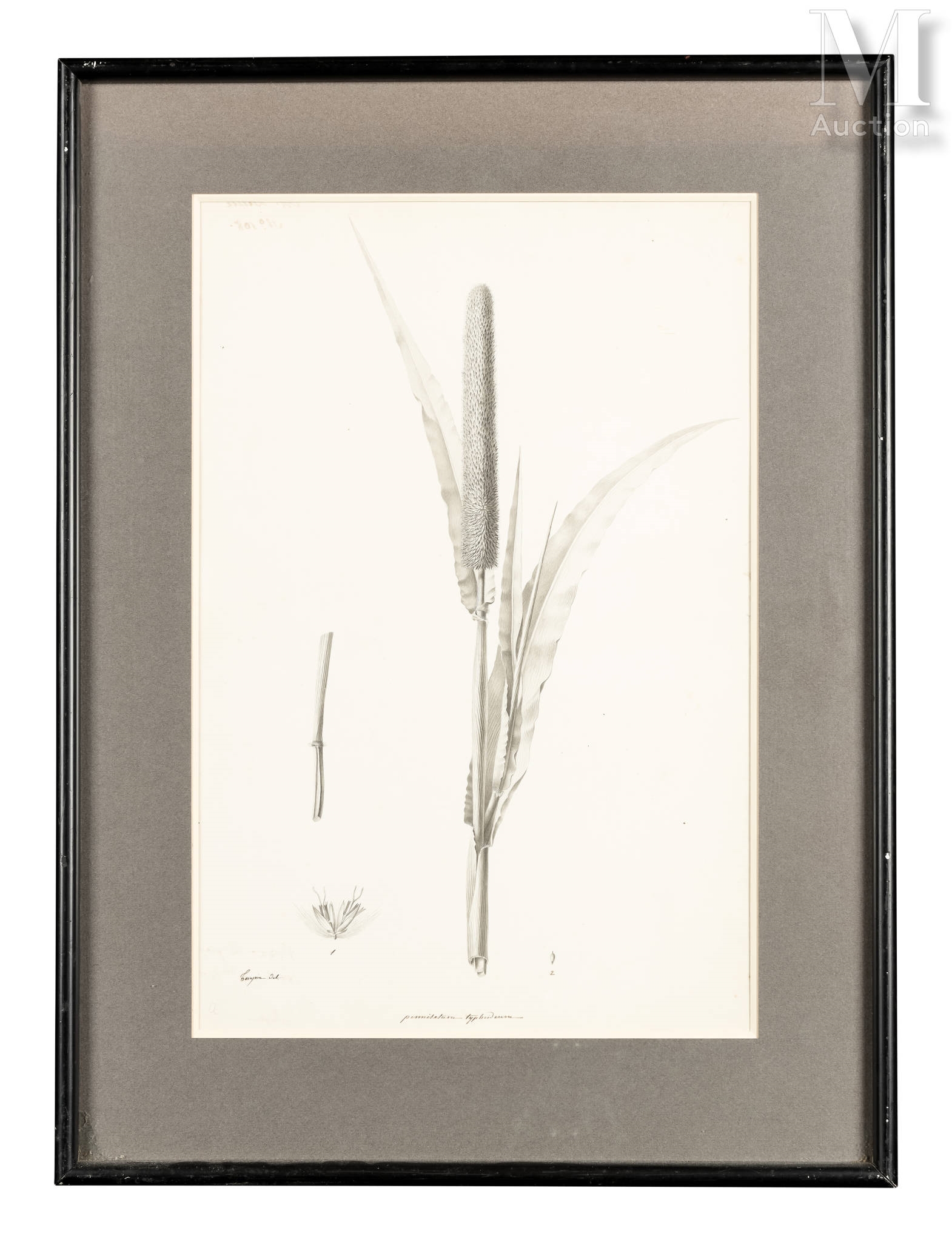 Pierre-Jean-François Turpin | Pemisetum typhooideum | MutualArt