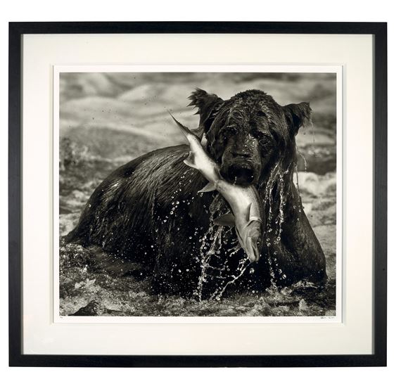 David Yarrow | Catch | MutualArt