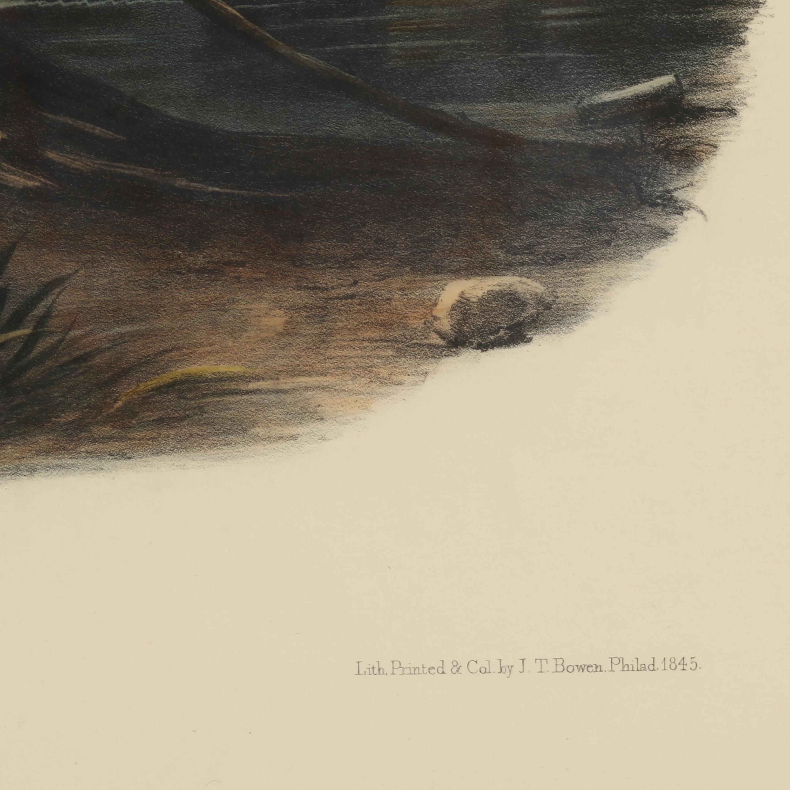 John James Audubon | Bridled Weasel, Imperial Bowen Edition (1845 ...