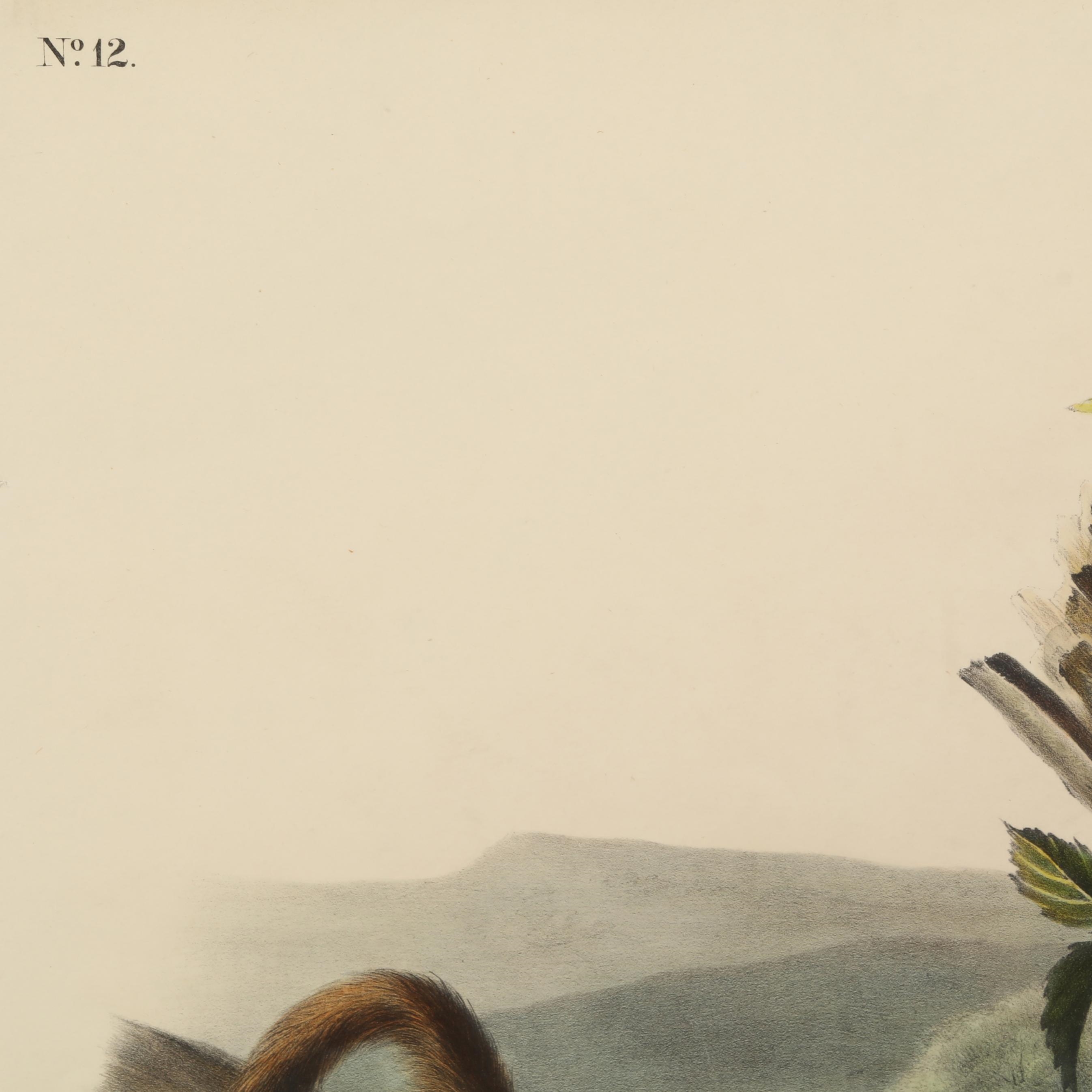 John James Audubon | Bridled Weasel, Imperial Bowen Edition (1845 ...
