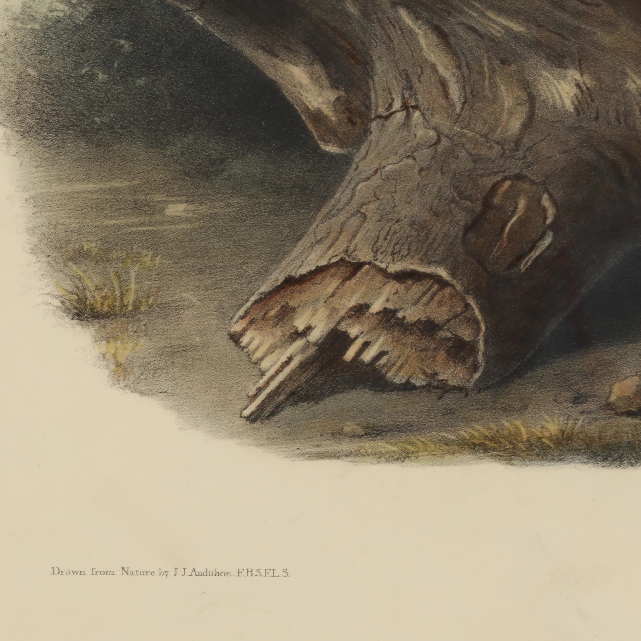 John James Audubon | Bridled Weasel, Imperial Bowen Edition (1845 ...