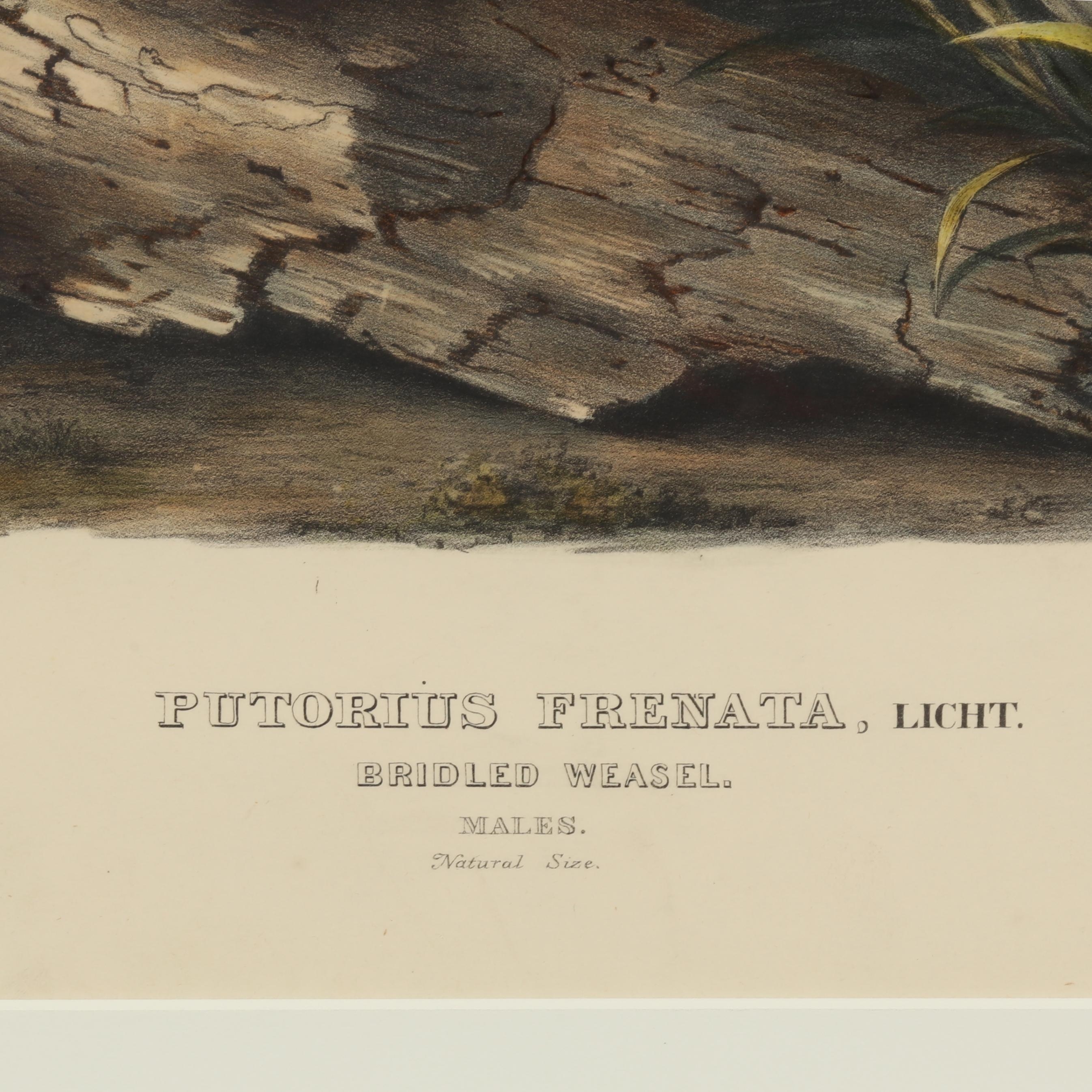 John James Audubon | Bridled Weasel, Imperial Bowen Edition (1845 ...