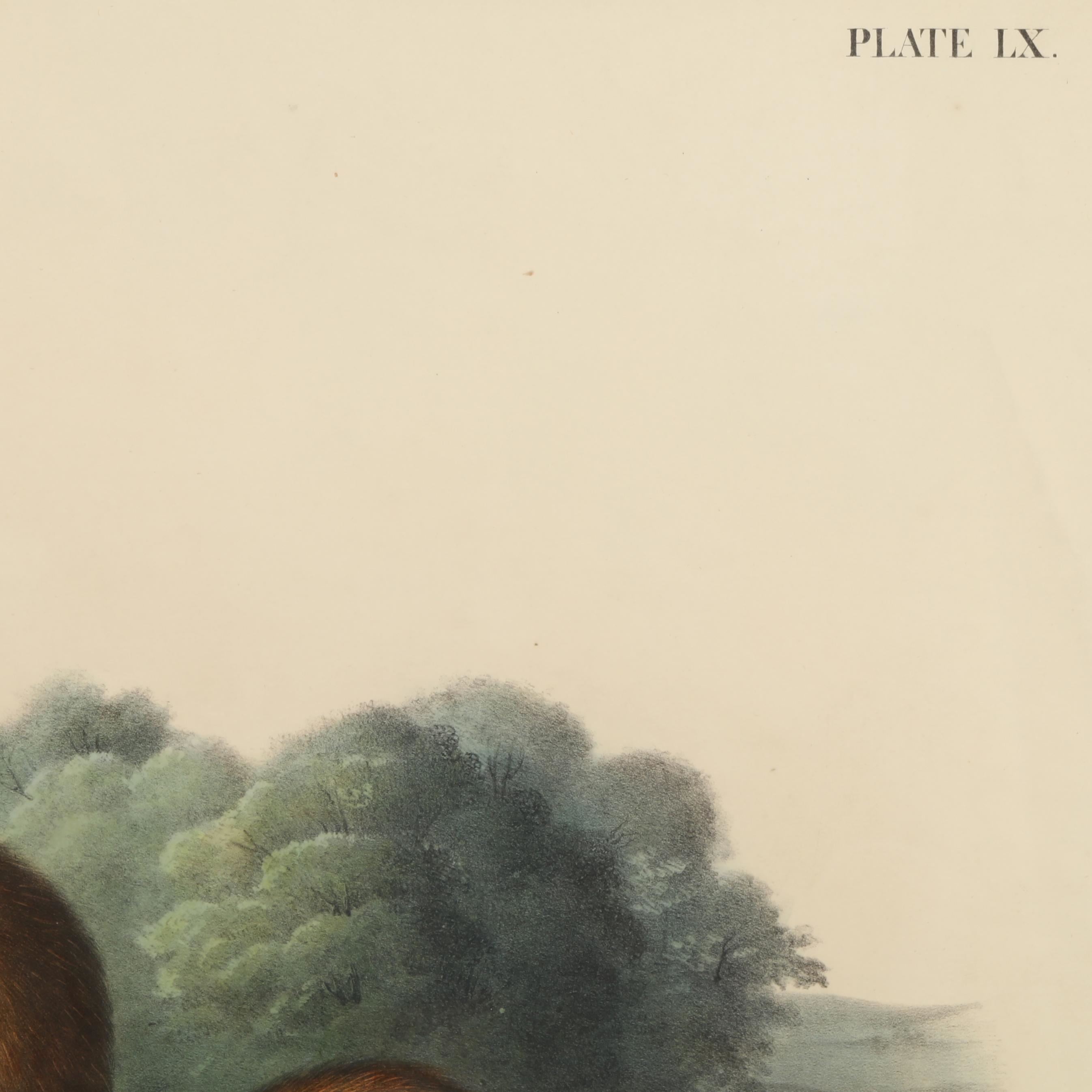 John James Audubon | Bridled Weasel, Imperial Bowen Edition (1845 ...