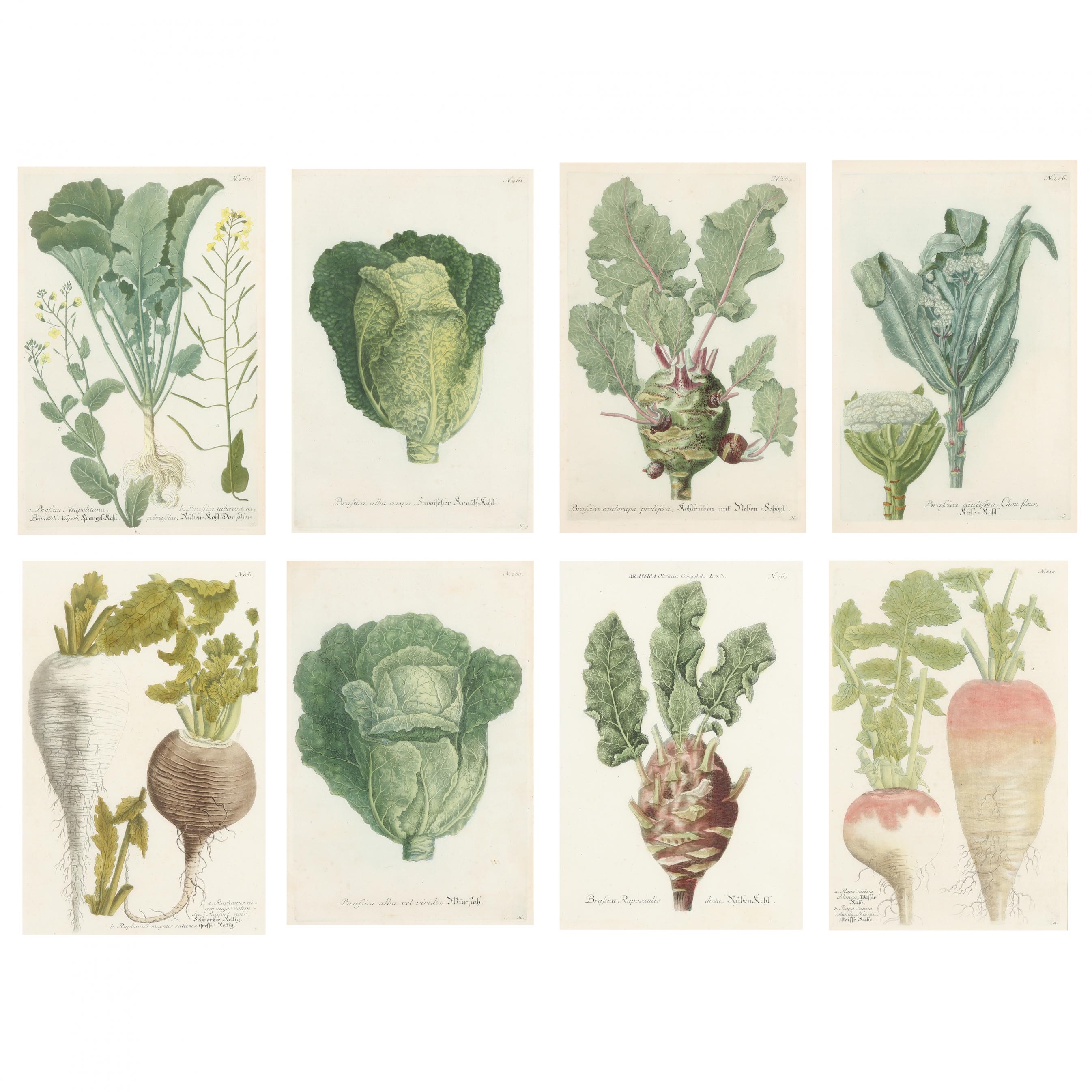 Antique Vegetable Illustration