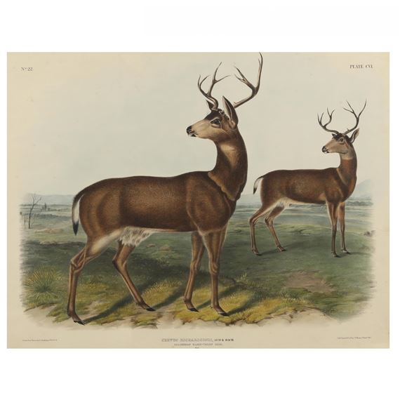 John James Audubon | Columbian Black-tailed Deer, Imperial Bowen ...