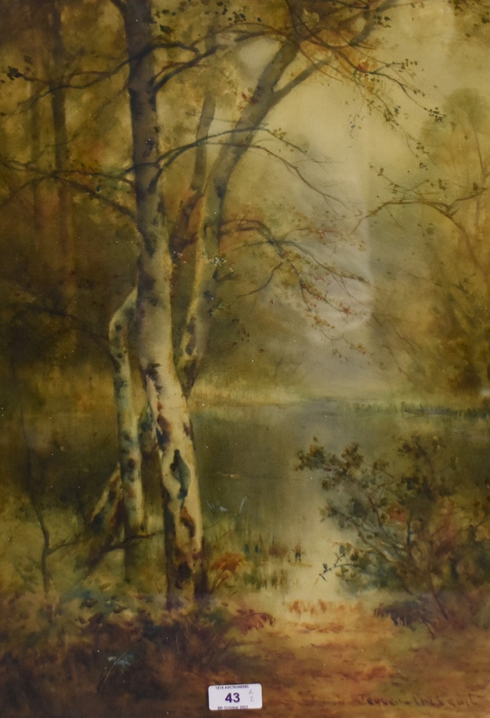 Thomas Tayler Ireland | Birch Trees | MutualArt