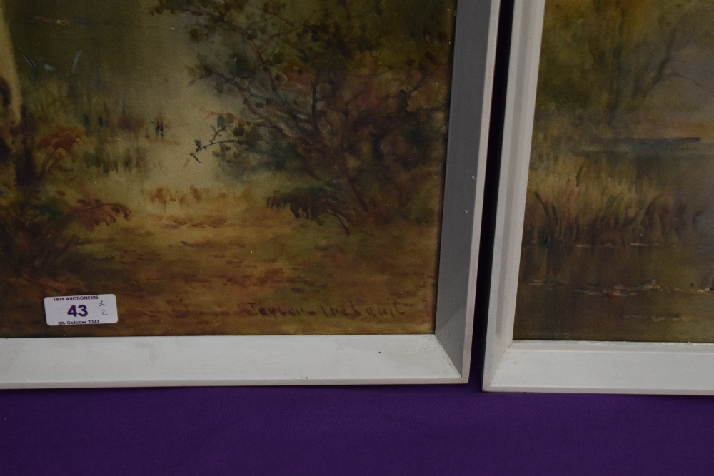 Thomas Tayler Ireland | Birch Trees | MutualArt