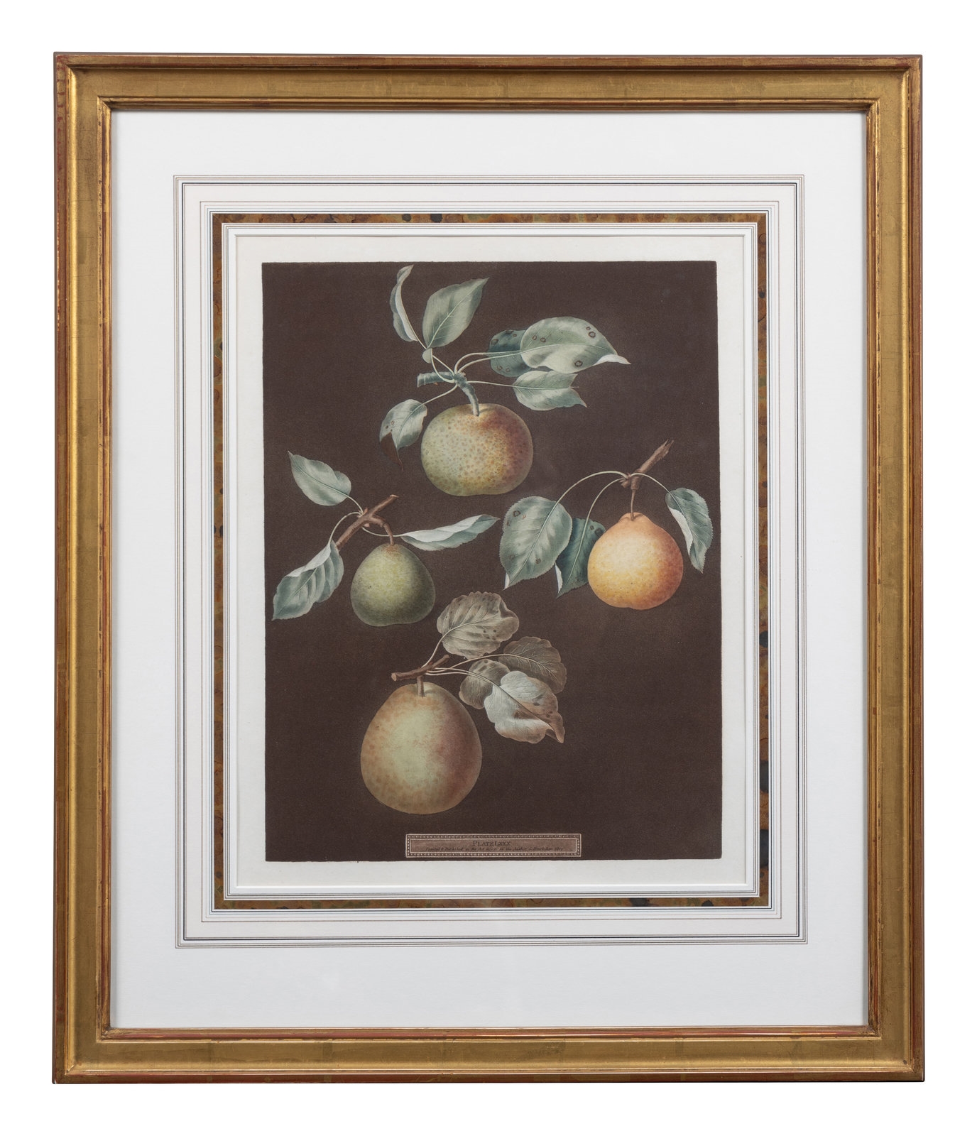 George Brookshaw | Four Botanical Aquatints | MutualArt