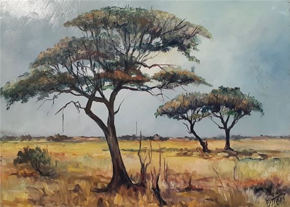 Joseph Stiens | Doring Boom in Namibia | MutualArt