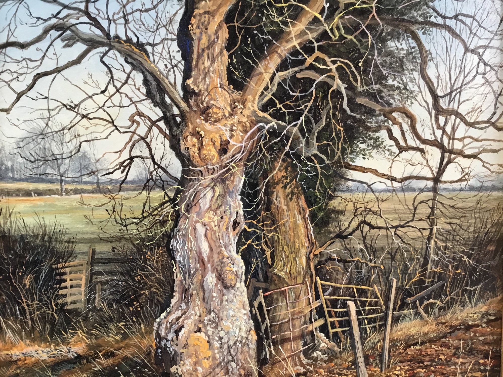 Edward Stamp | Old ash tree | MutualArt