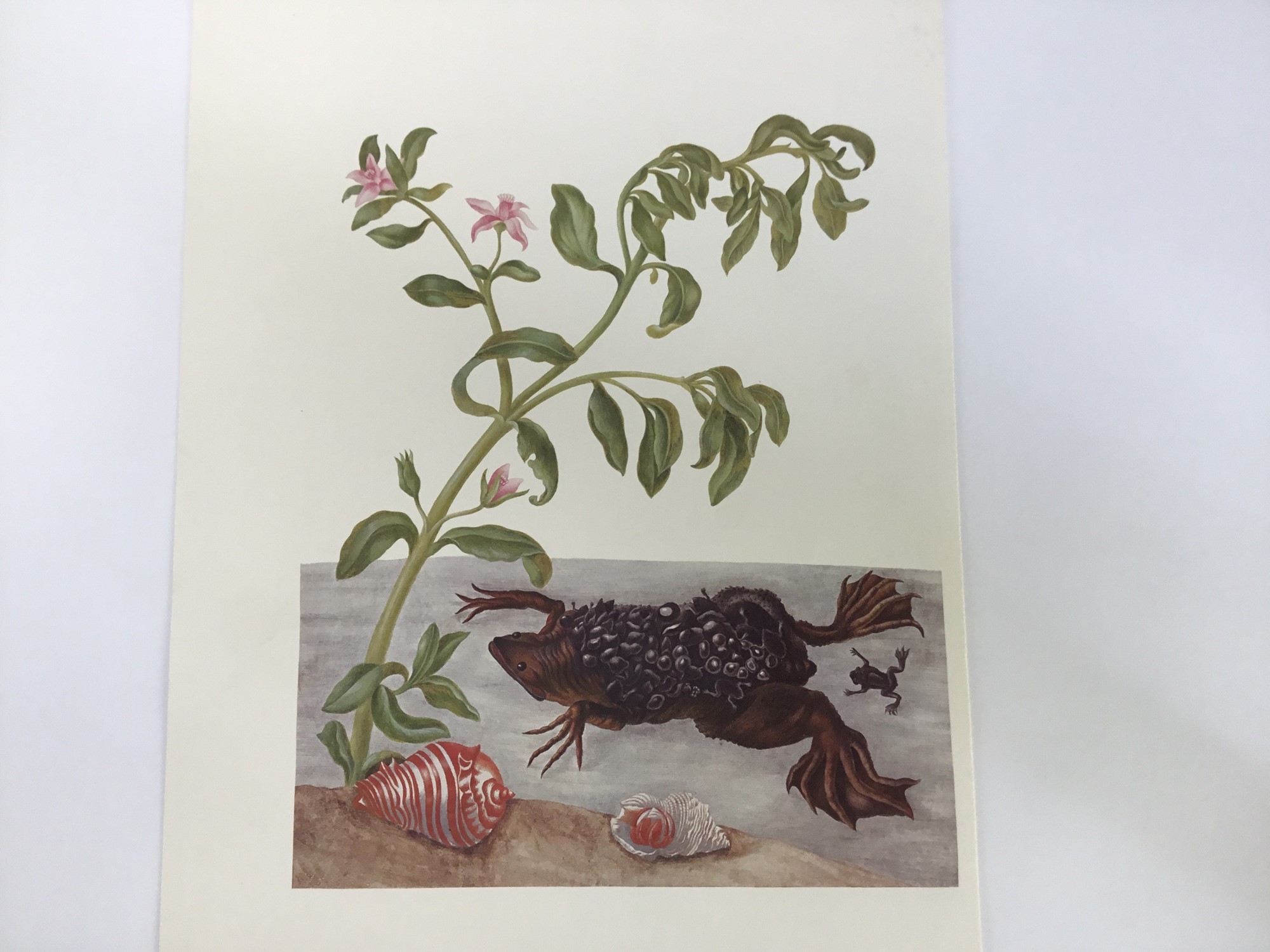Maria Sibylla Merian | Botanical and entomological | MutualArt