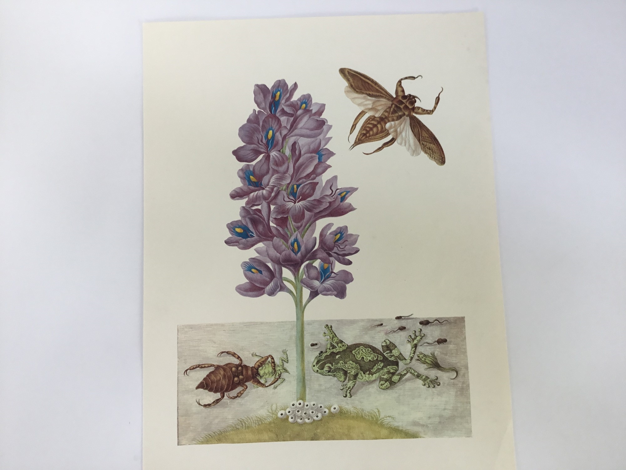 Maria Sibylla Merian | Botanical and entomological | MutualArt