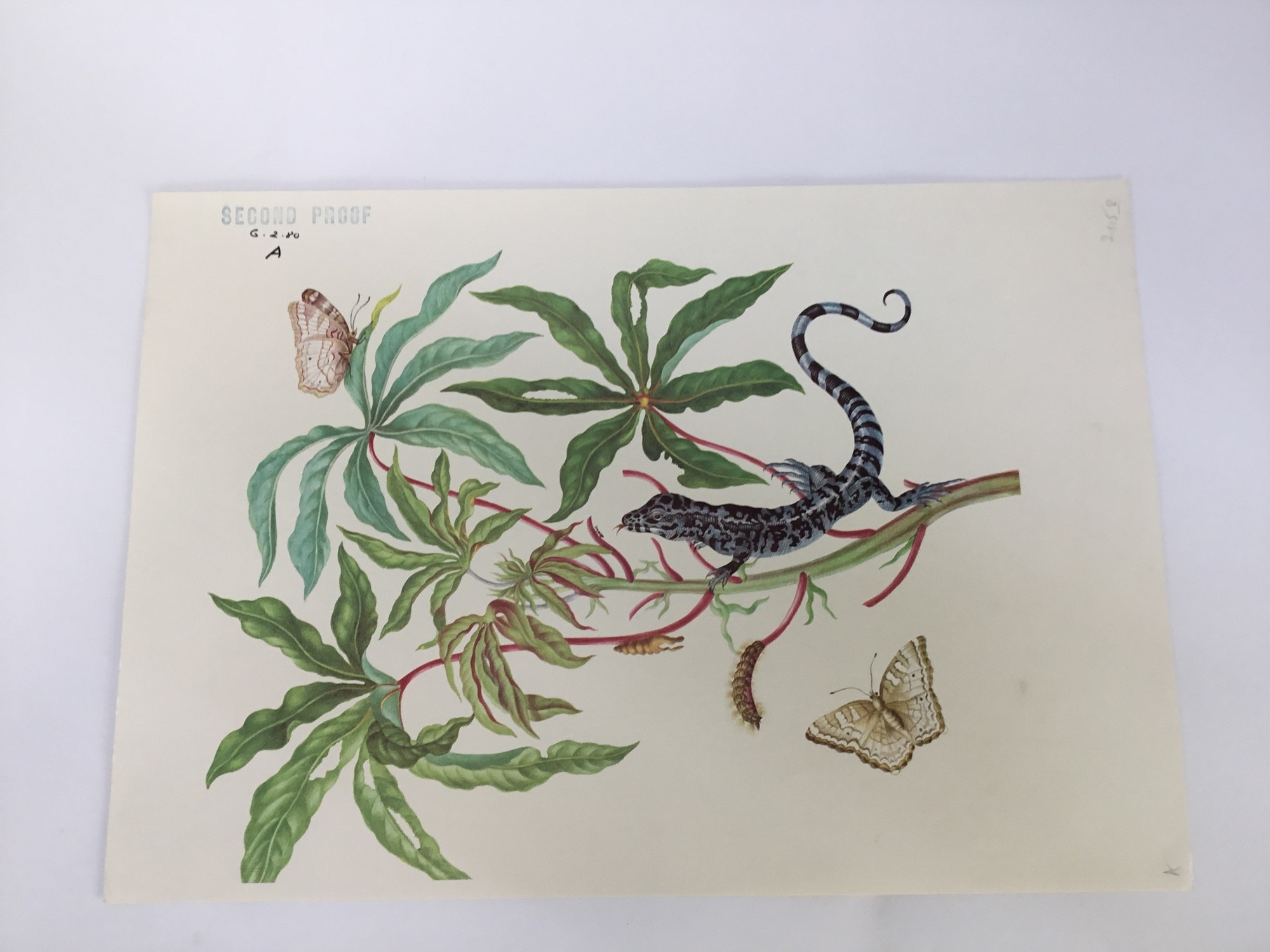 Maria Sibylla Merian | Botanical and entomological | MutualArt