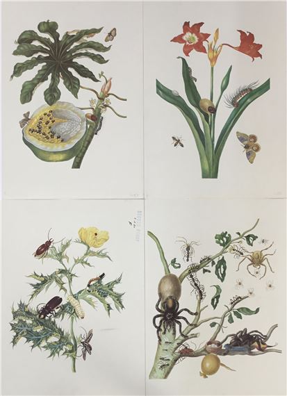Maria Sibylla Merian | Botanical and entomological | MutualArt