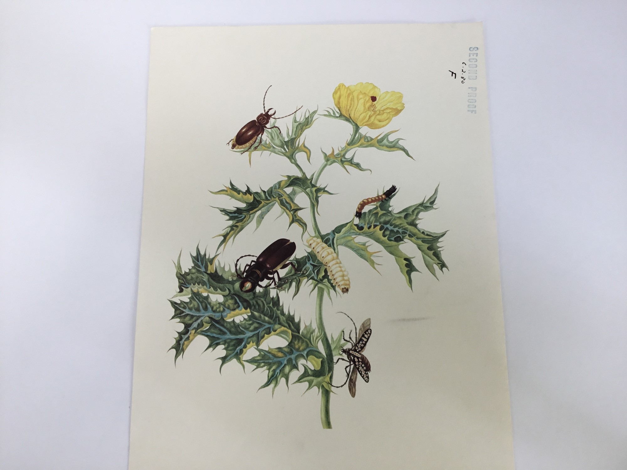 Maria Sibylla Merian | Botanical and entomological | MutualArt