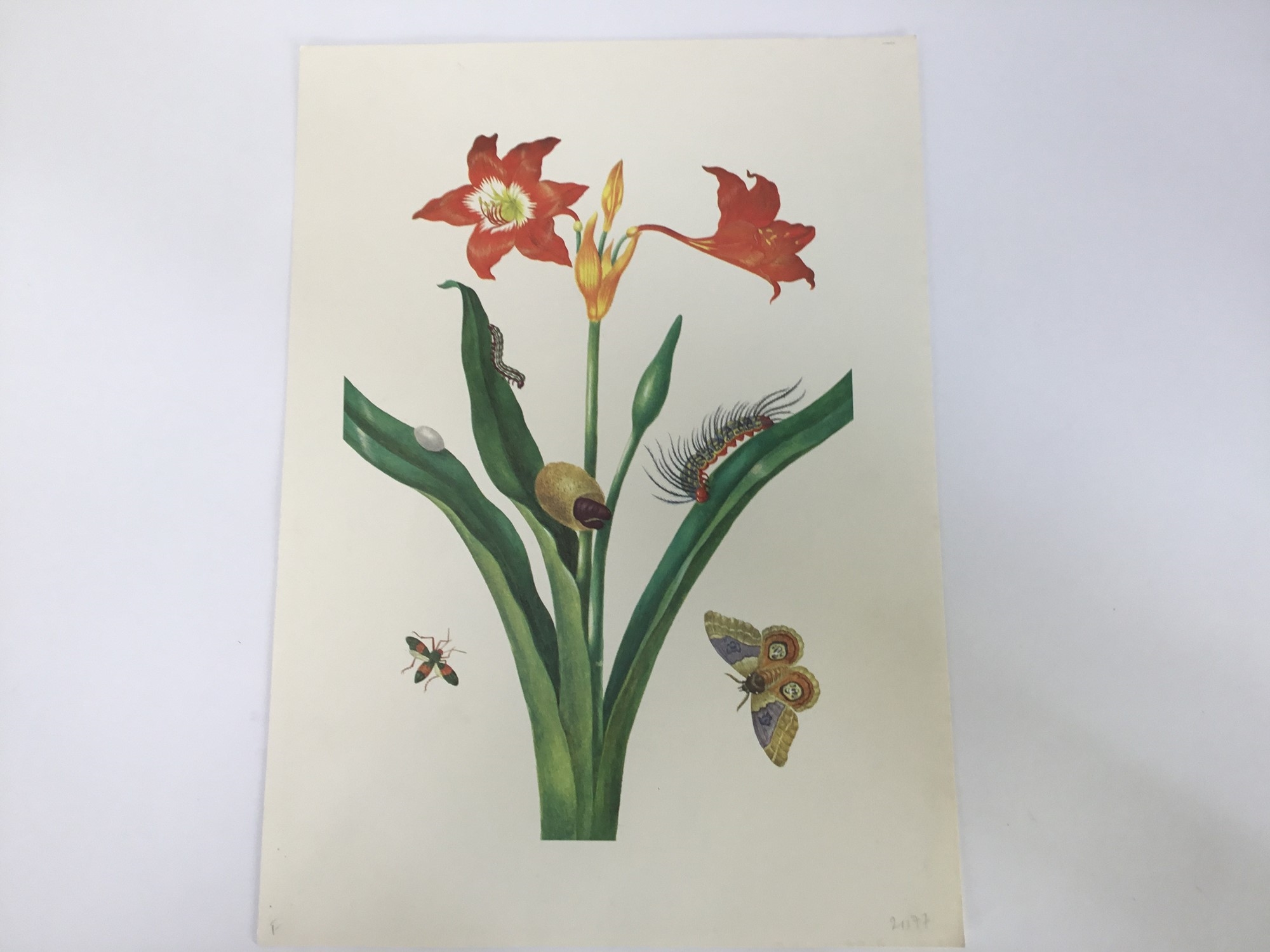 Maria Sibylla Merian | Botanical and entomological | MutualArt