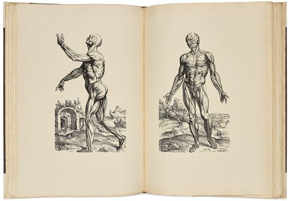 Andreas Vesalius | Vesalius's Icones anatomicae | MutualArt