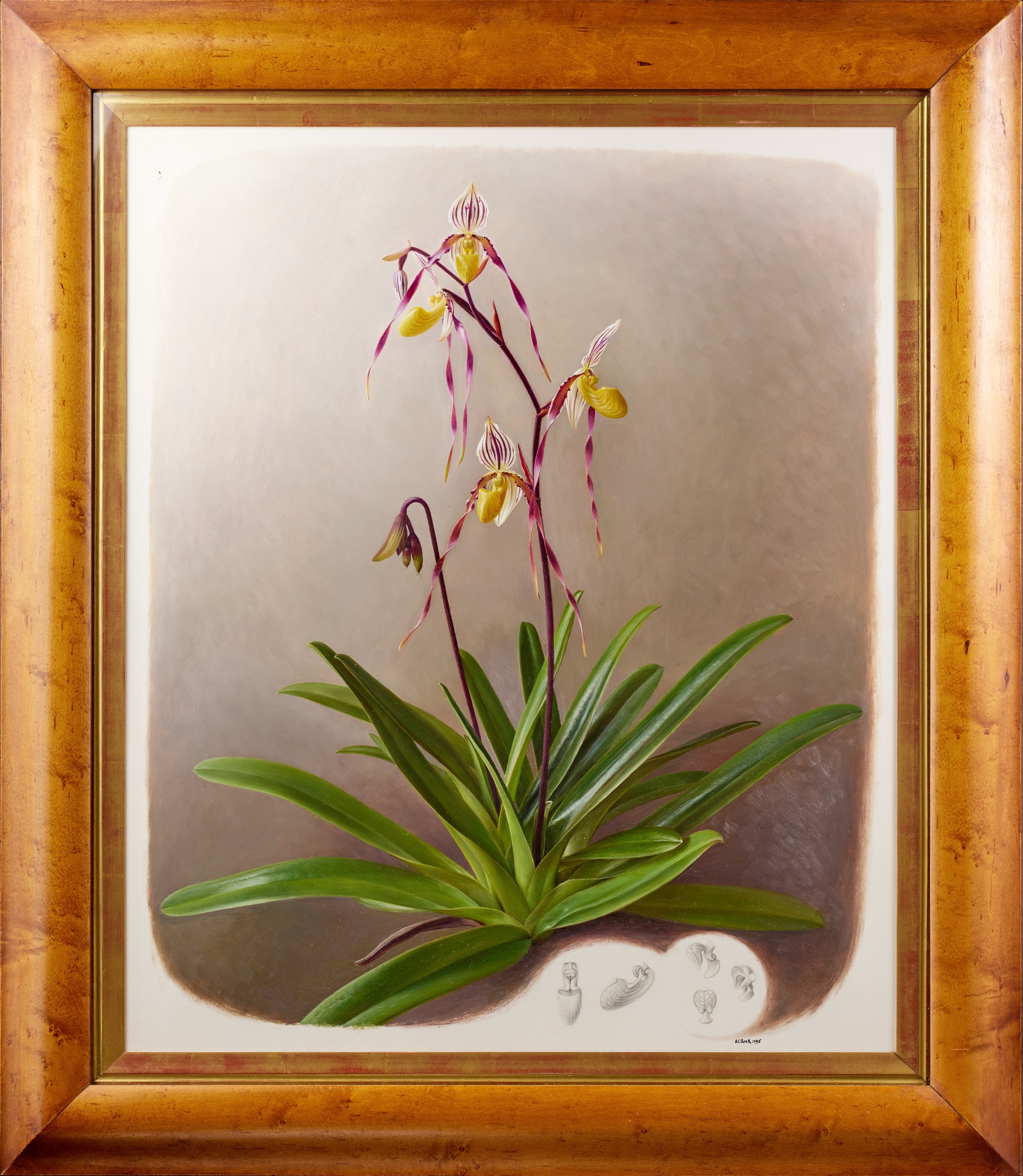 Raymond Booth | “Orchid” (1996) | MutualArt