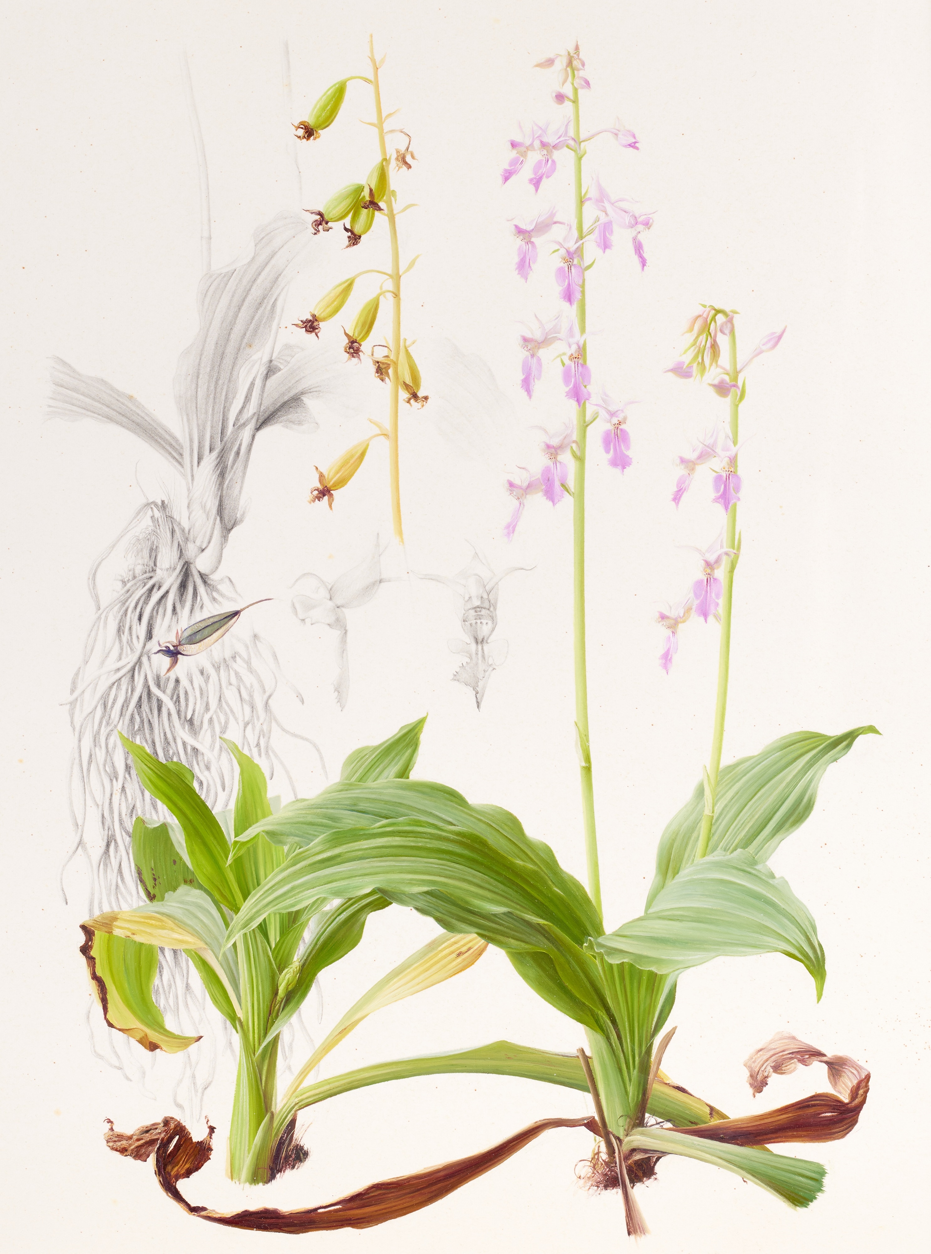 Raymond Booth | A collection of thirteen illustrations | MutualArt