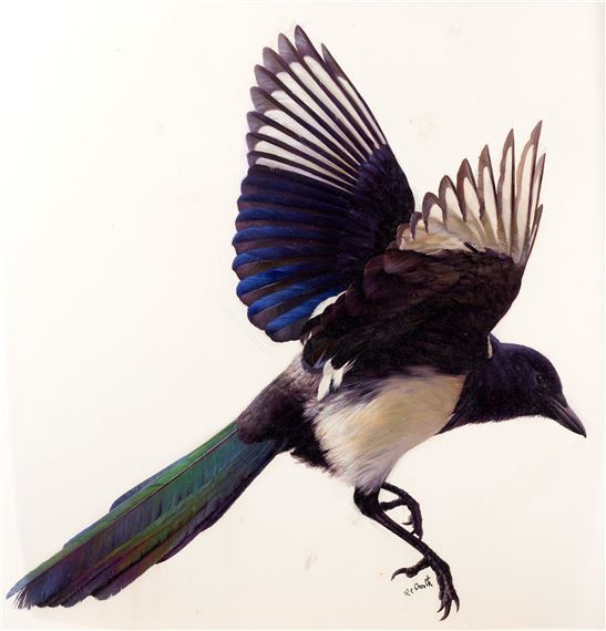Raymond Booth | Study of a Magpie Alighting | MutualArt