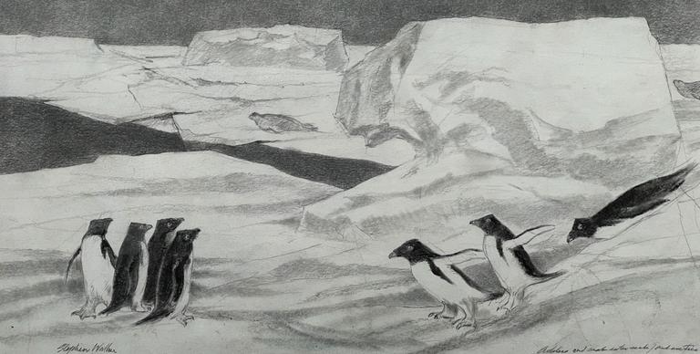 Stephen Walker | STEPHEN WALKER PENCIL DRAWING - ADELIES PENGUINS ...