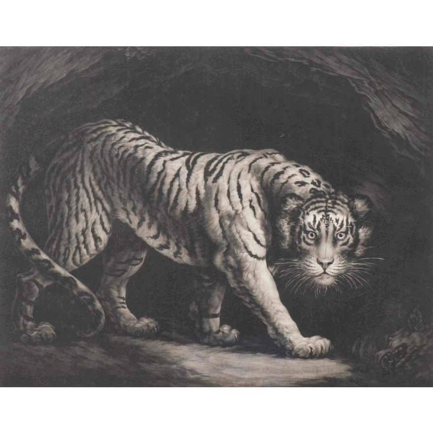 James Northcote | A Tyger | MutualArt